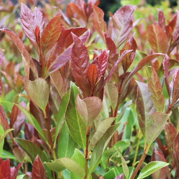Viburnum odoratissimum 'Coppertop' pbr - Warners Nurseries